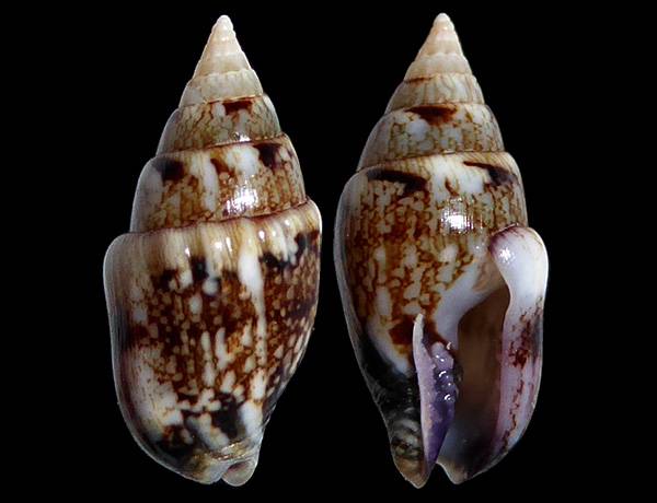 shellauction.net :: Mitrella albina - 3629476