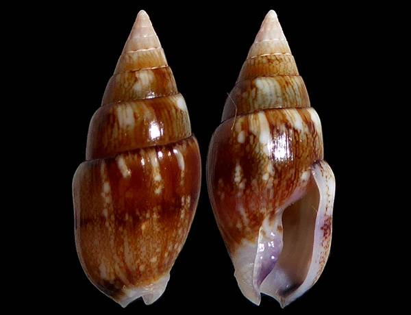 shellauction.net :: Mitrella albina - 3629477