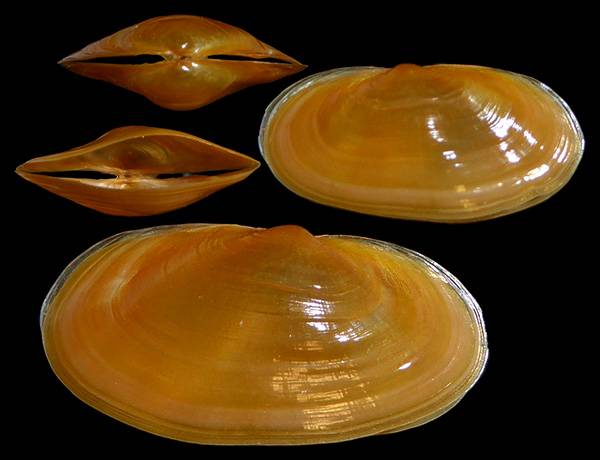 shellauction.net :: Scintilla aurantia - 3629503
