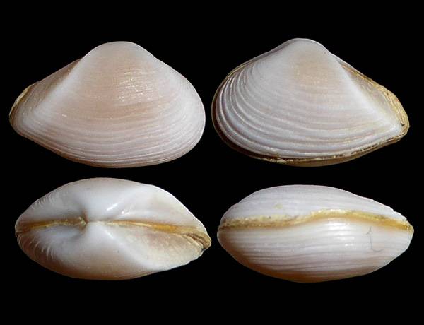 shellauction.net :: Corbula sp. - 3629518