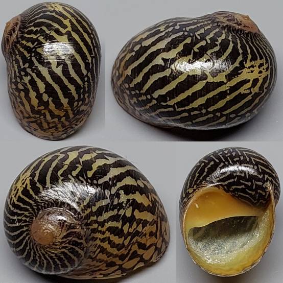 shellauction.net :: Neritodryas cornea - 3629584