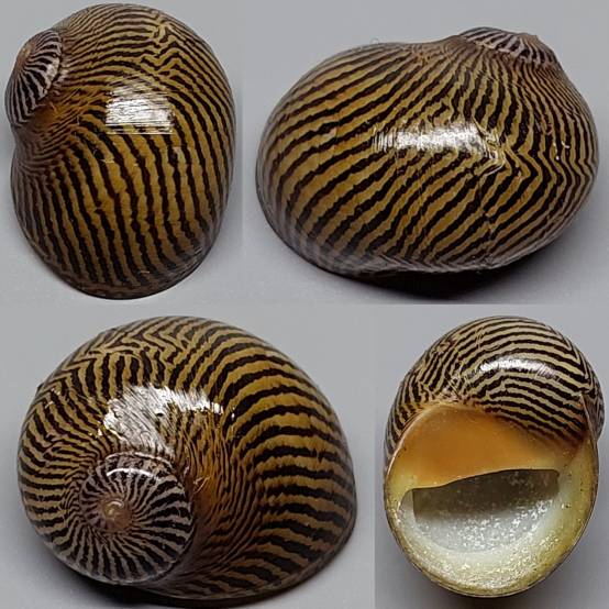 shellauction.net :: Neritodryas cornea - 3629588