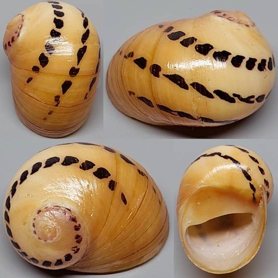 shellauction.net :: Neritodryas cornea - 3629591