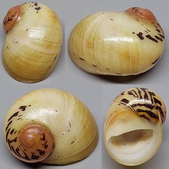 shellauction.net :: Neritodryas cornea - 3629604