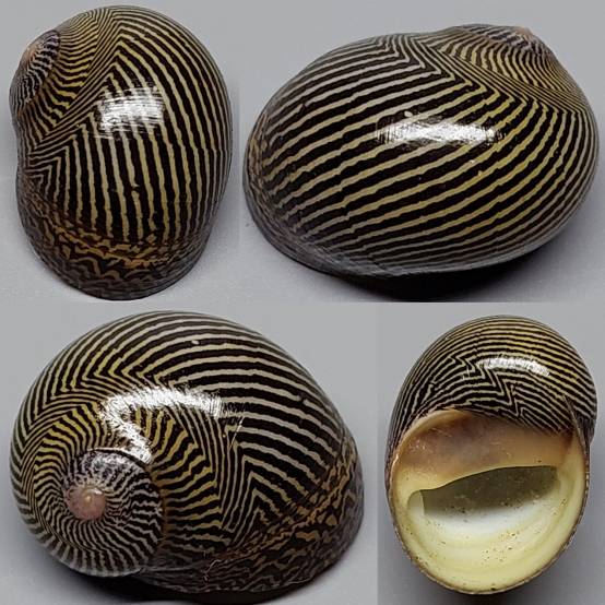 shellauction.net :: Neritodryas cornea - 3629611