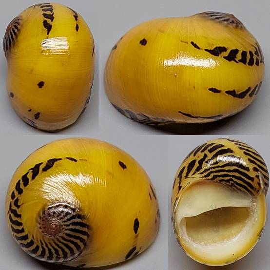 shellauction.net :: Neritodryas cornea - 3629613