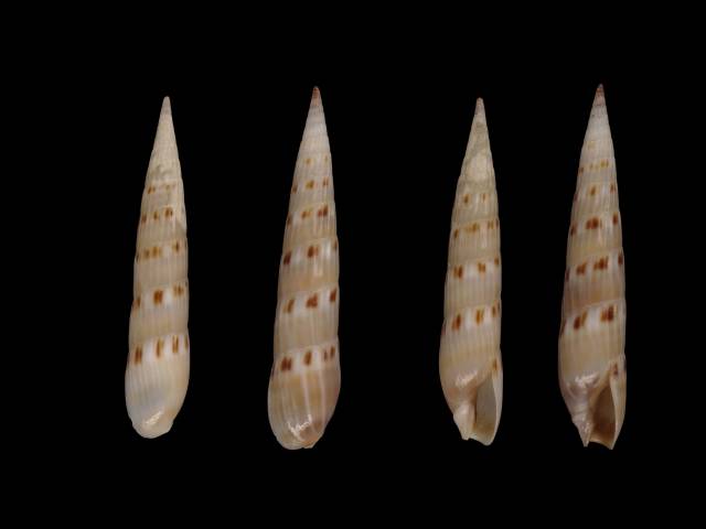 shellauction.net :: Hastula lepida - 3629635