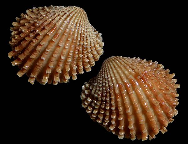 shellauction.net :: Glans aculeata - 3629651