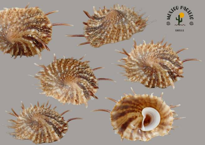 shellauction.net :: Crucibulum spinosum - 3629730