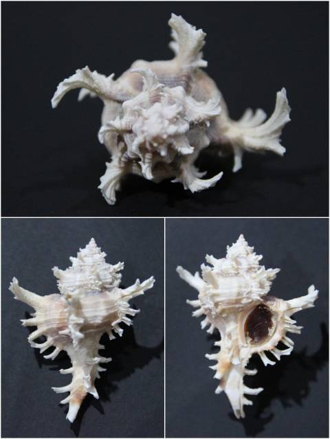 shellauction.net :: Chicoreus bundharmai - 3629755