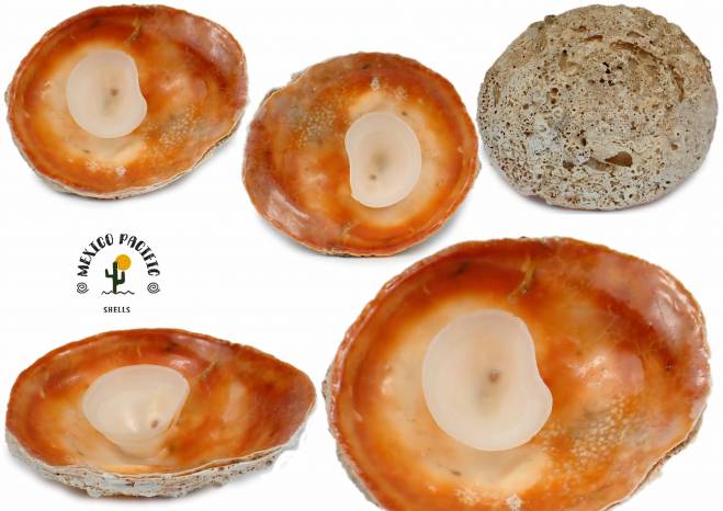 shellauction.net :: Crucibulum cyclopium - 3629827