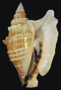 shellauction.net :: Strombus oldi - 3630001