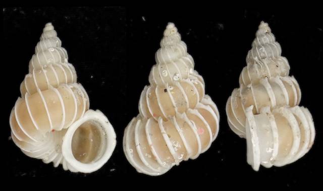 shellauction.net :: Epitonium pallasi neglectum - 3630132