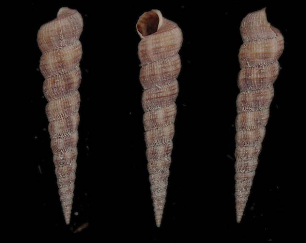 shellauction.net :: Amaea flammea - 3630170