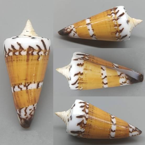 shellauction.net :: Conus generalis - 3630172