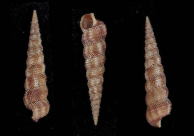 shellauction.net :: Amaea flammea - 3630173