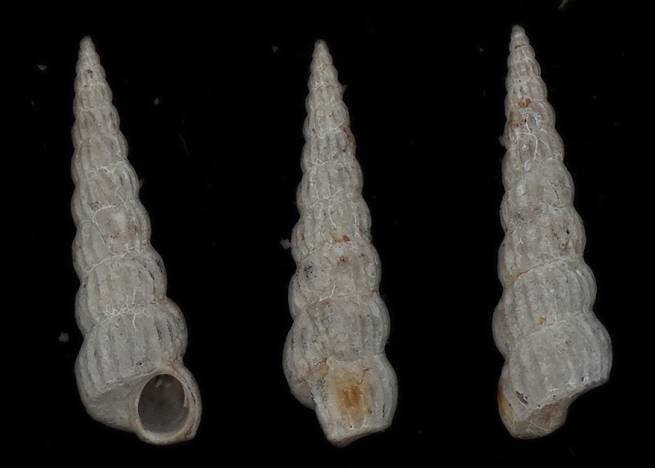 shellauction.net :: Amaea sp. - 3630188