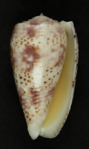 shellauction.net :: Conus adamsonii - 3630321