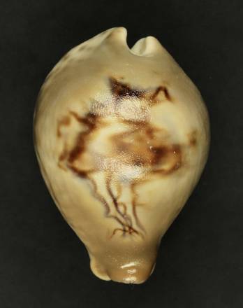 shellauction.net :: Cypraea fultoni massieri - 3630333