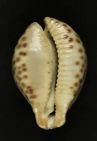 shellauction.net :: Cypraea fultoni massieri - 3630333