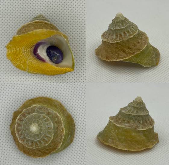 shellauction.net :: Astralium tentorium - 3630361