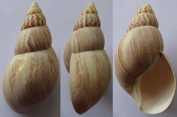 shellauction.net :: Land Snail sp. - 3630386