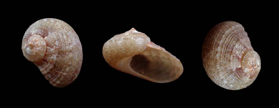 shellauction.net :: Clanculus waltonae - 3630428