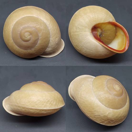 shellauction.net :: Pyrochilus pyrostoma - 3630443