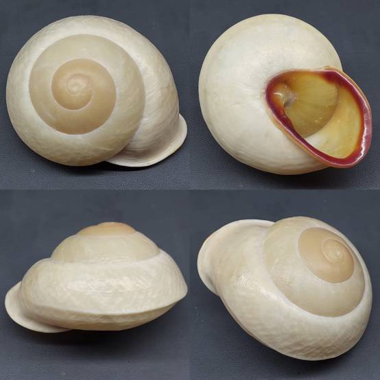 shellauction.net :: Pyrochilus pyrostoma - 3630445