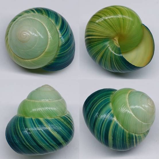 shellauction.net :: Asperitas bimaensis choclostyloides f azuera - 3630508