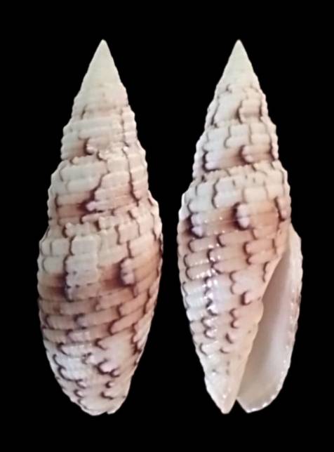 shellauction.net :: Mitra variegata - 3630519