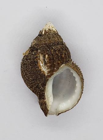 shellauction.net :: Priene scabrum - 3630526