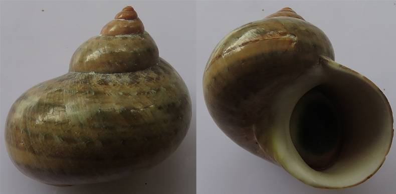 shellauction.net :: Turbo reevii - 3630534