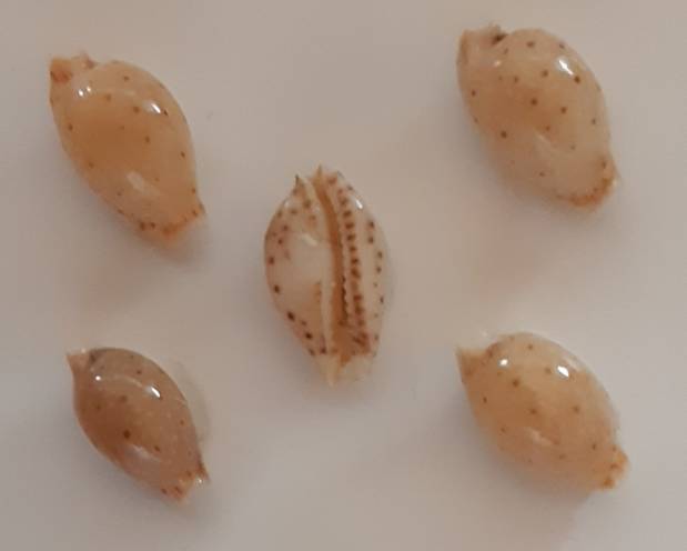 shellauction.net :: Naria beckii - 3630545