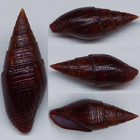 shellauction.net :: Quasimitra variabilis - 3630637