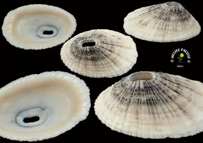 shellauction.net :: Fissurella gemmata - 3630700