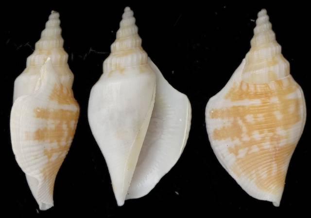 shellauction.net :: Strombus vittatus campbelli - 3630750