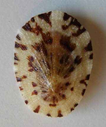 shellauction.net :: Patella sp. - 3630862