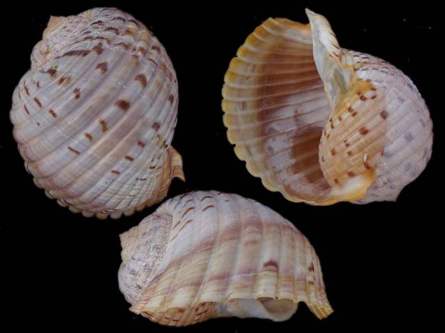 shellauction.net :: Tonna chinensis - 3630873