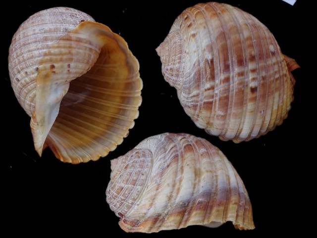 shellauction.net :: Tonna chinensis - 3630892