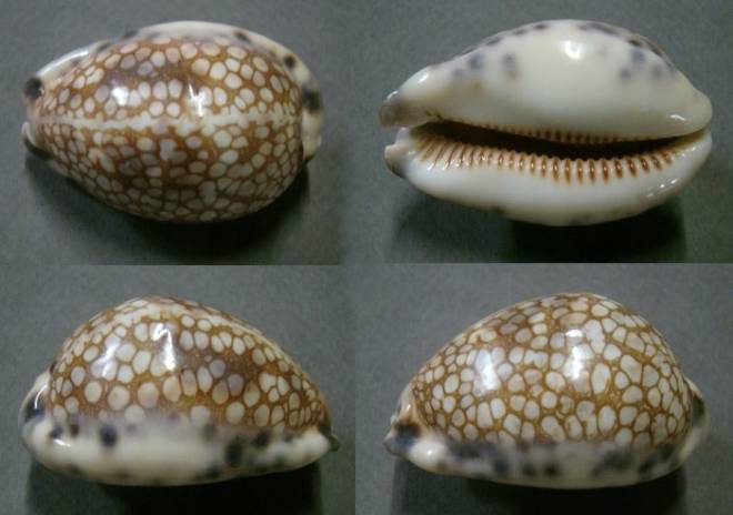 shellauction.net :: Cypraea histrio v. westralis - 3630893