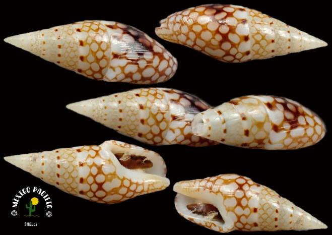 shellauction.net :: Mitrella elegans - 3630975