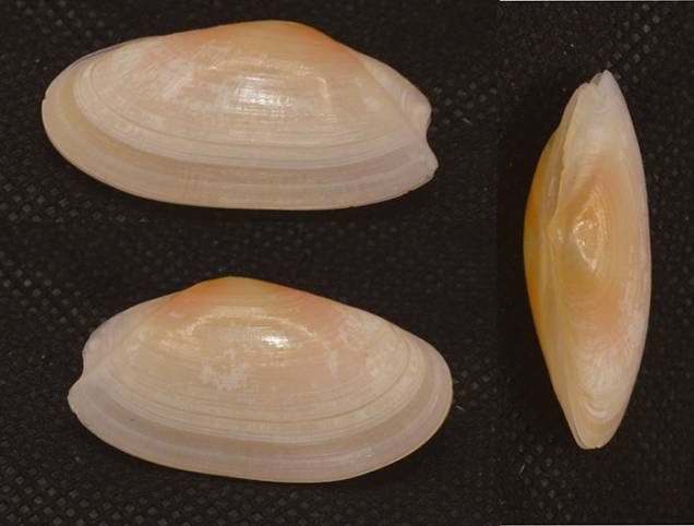 shellauction.net :: Gari truncata - 3631124