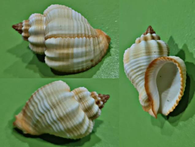 shellauction.net :: Cantharus tranquebaricus - 3631229