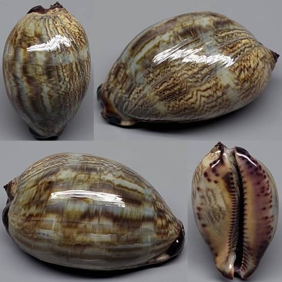 shellauction.net :: Mauritia arabica - 3631242