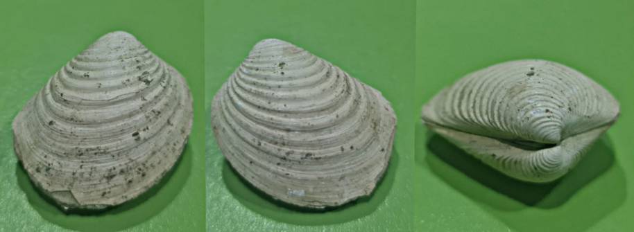 shellauction.net :: Harvella plicataria - 3631247