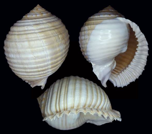 shellauction.net :: Malea ringens - 3631278