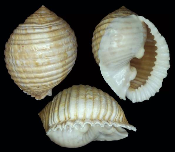 shellauction.net :: Malea ringens - 3631292