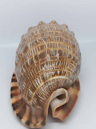 shellauction.net :: Cypreacassis tenuis - 3631514