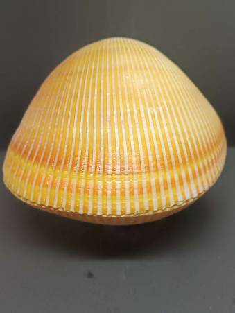 shellauction.net :: Laevicardium elatum - 3631580